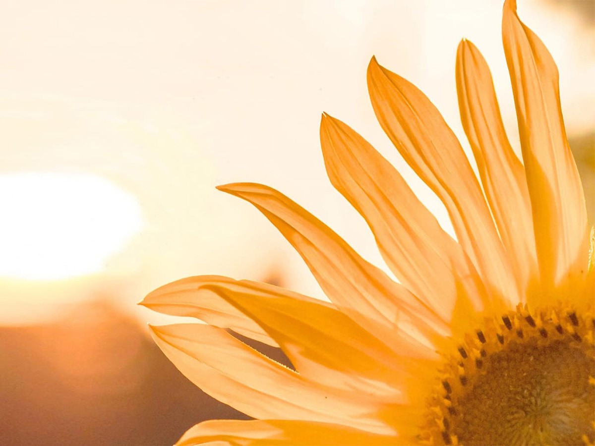 What is Synergetic Play Therapy? - Synergetic Play Therapy Institute